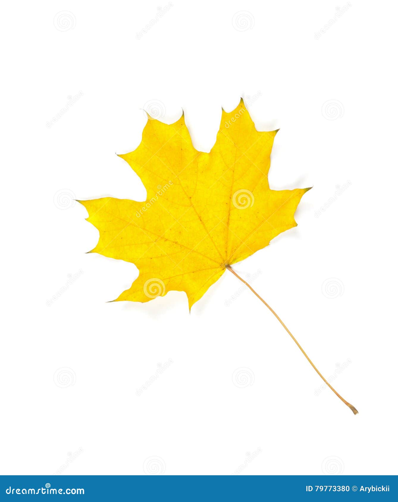 Yellow Autumn Leaves Isolated Stock Photo - Image of beautiful, nature ...