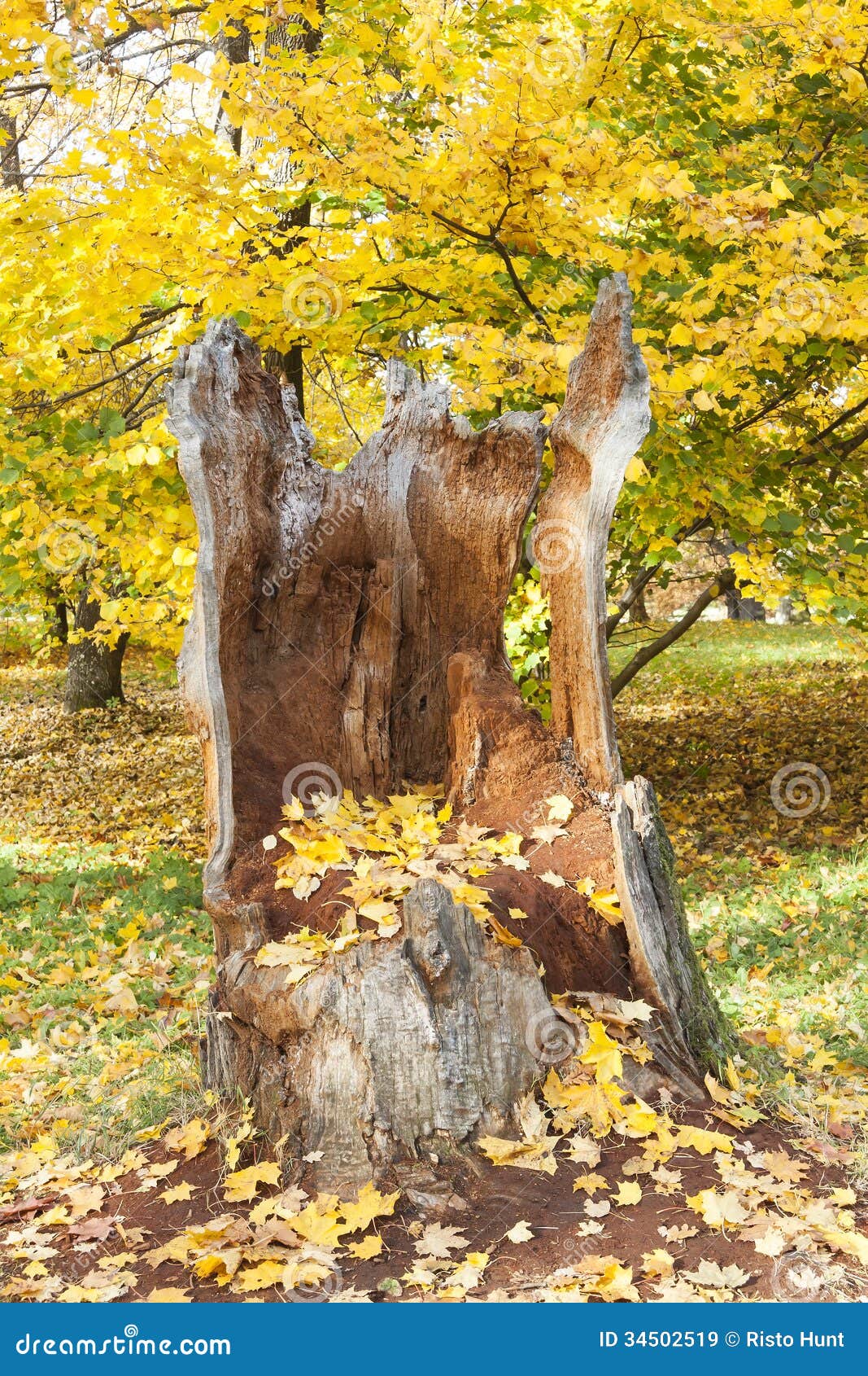 Yellow Autumn Leaves on an Old Tree Stem Stock Image - Image of golden ...