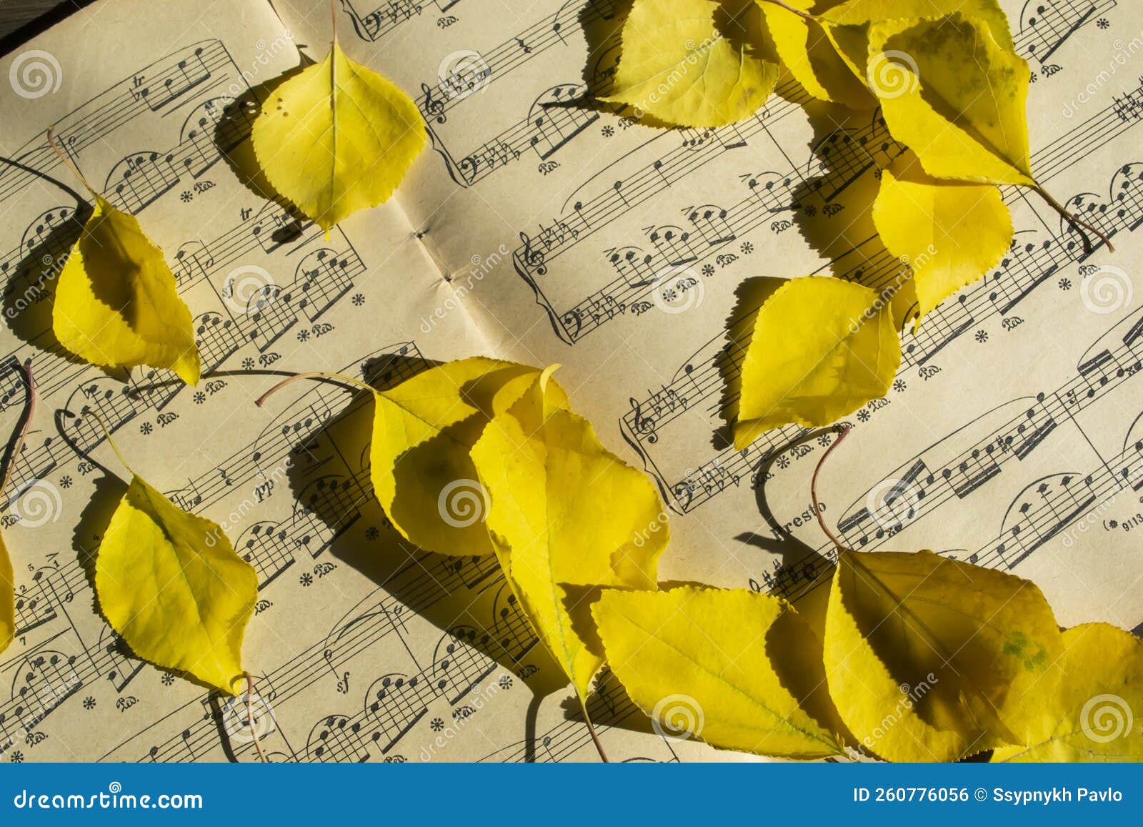 Yellow Autumn Leaves on Open Notes. Sheet Music and Autumn. Yellow ...