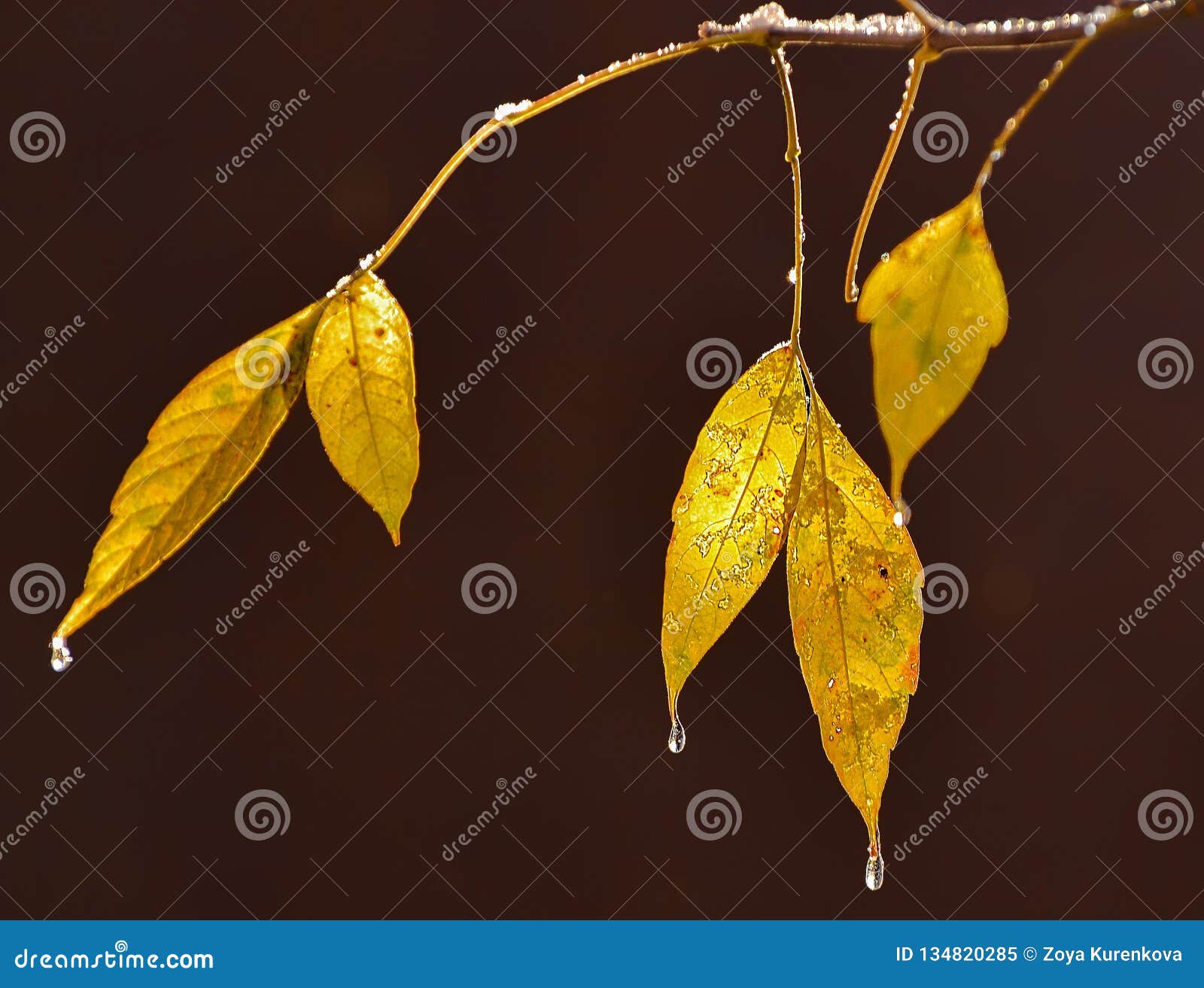 Yellow Autumn Leaves in the Snow and Drops from Stock Image - Image of ...
