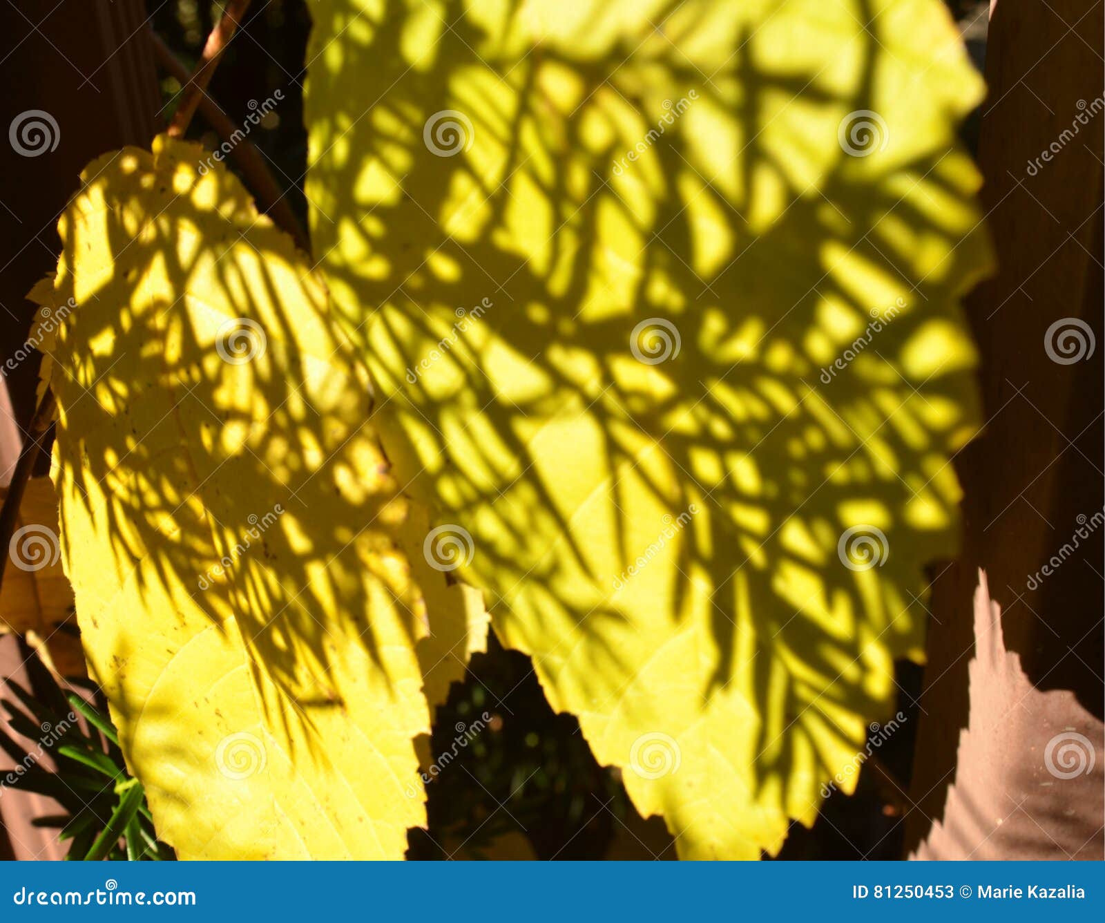 Yellow Autumn Leaves Sunlight Shadow Patterns Pine Needles Stock Image ...