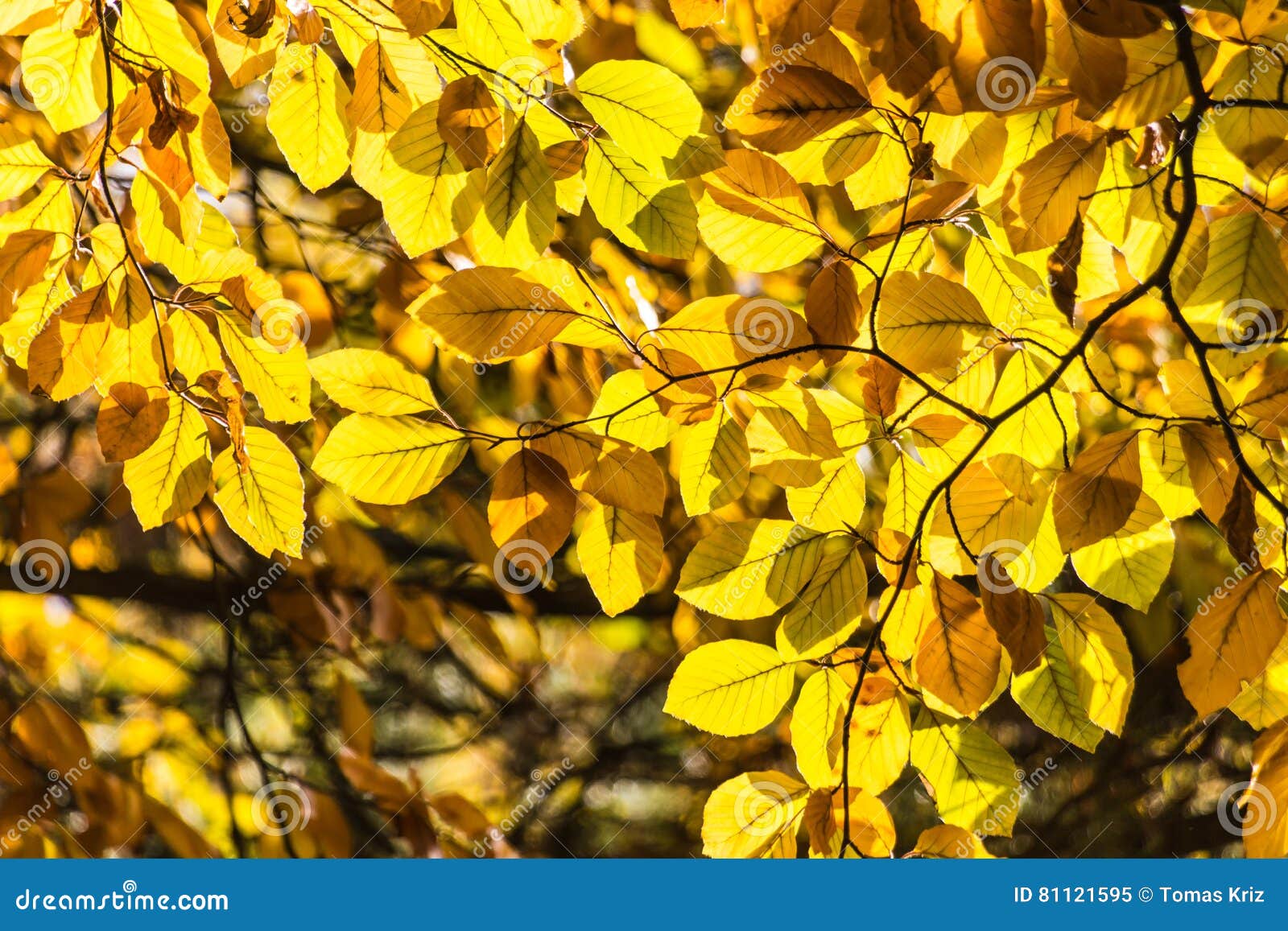 Yellow Autumn Leaves on Tree Stock Image - Image of beauty, season ...