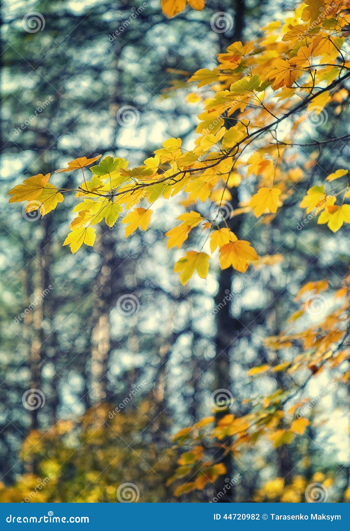 Yellow Autumn Leaves on a Tree Stock Photo - Image of pattern, leaf ...