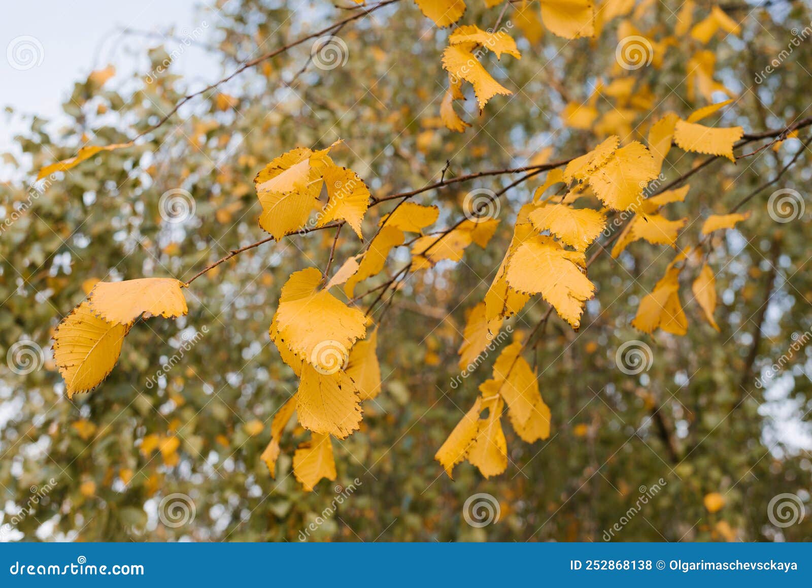 Yellow Autumn Leaves on a Tree Branch. Autumn Background Stock Photo ...