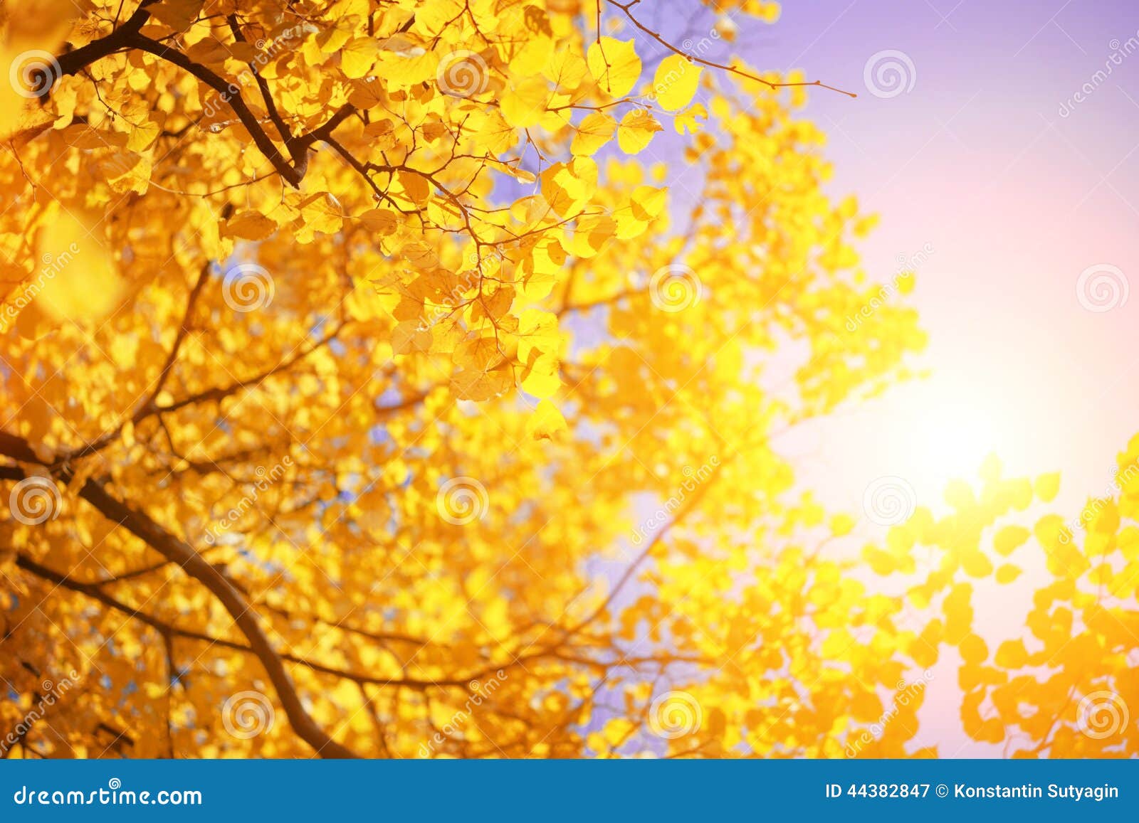 Yellow autumn leaves stock image. Image of sunny, sunshine - 44382847