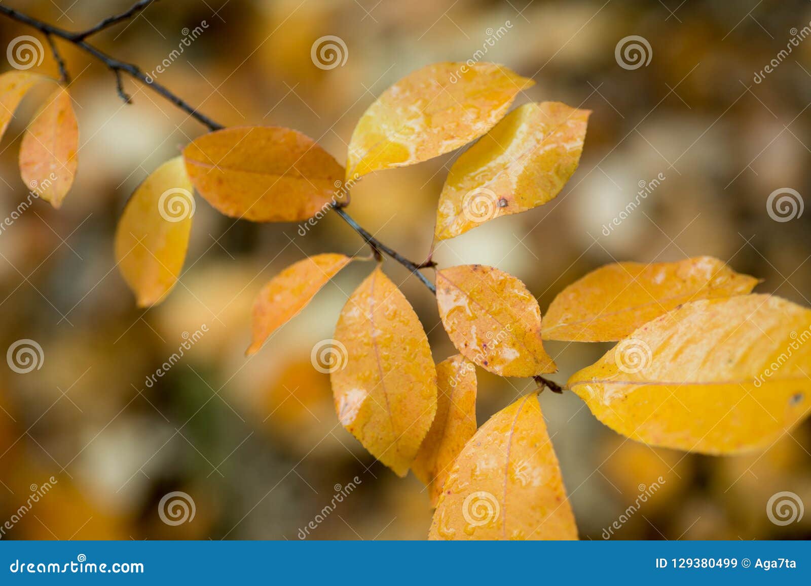 Yellow Autumn Leaves on Twig Macro Prunus Padus Stock Image - Image of ...