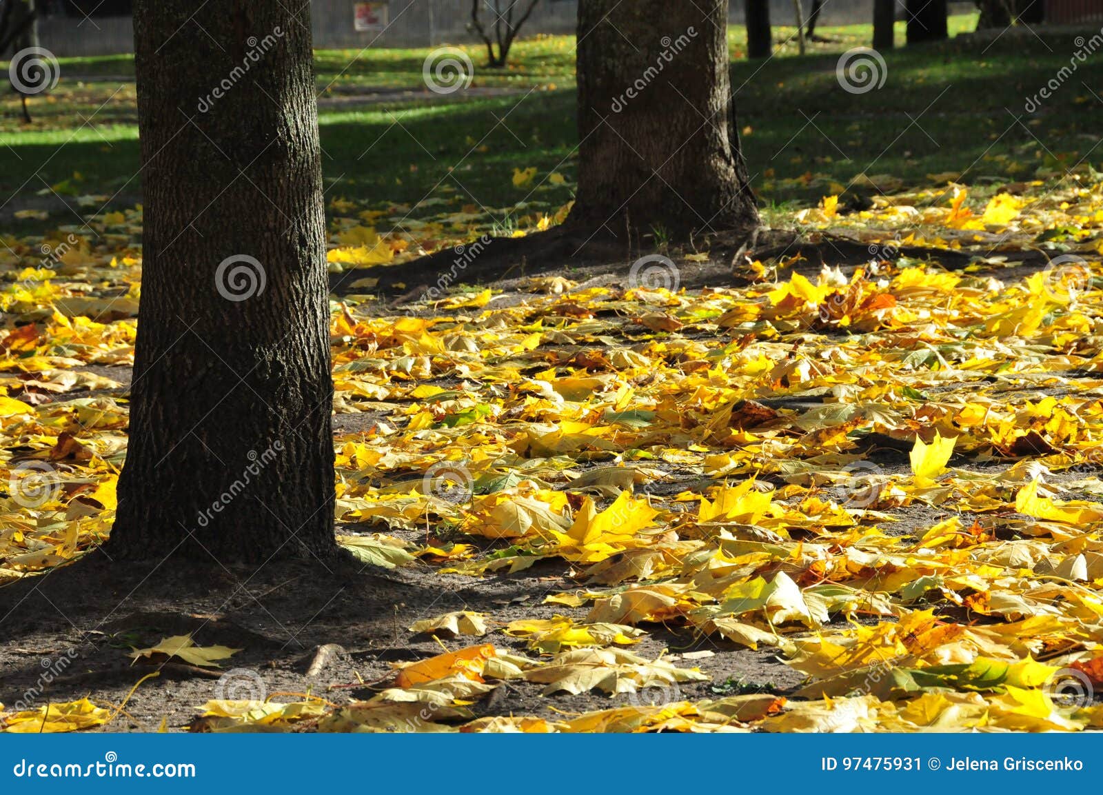 Yellow Autumn Leaves Under Trees Stock Image - Image of backgrounds ...