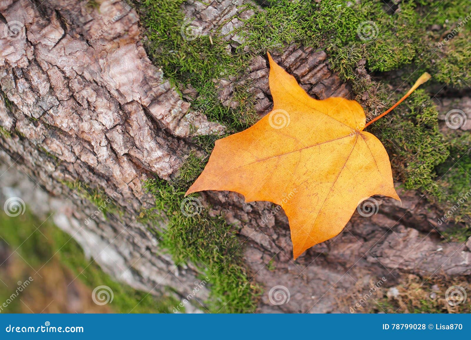 Yellow Autumn Leaf Fall on Natural Background Stock Photo - Image of ...