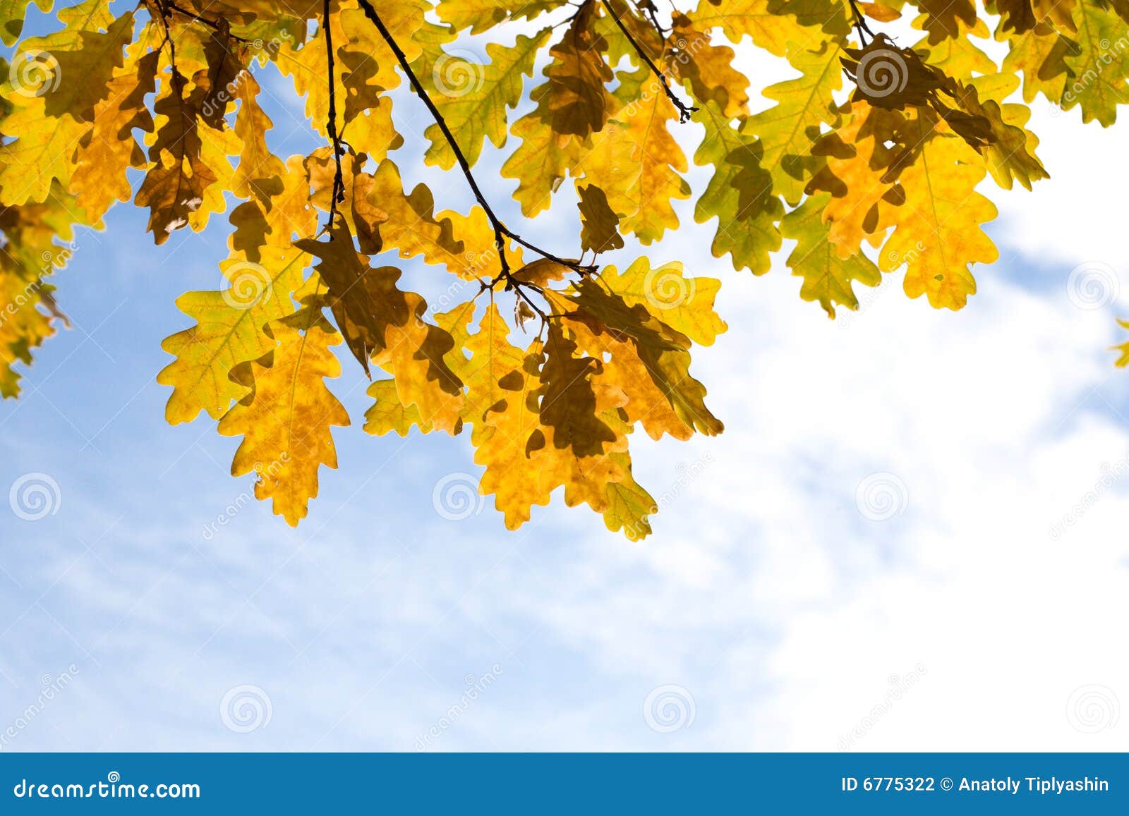 Yellow autumn maple leaves stock photo. Image of bright - 6775322 Yellow autumn maple leaves stock photo. Image of bright - 6775322