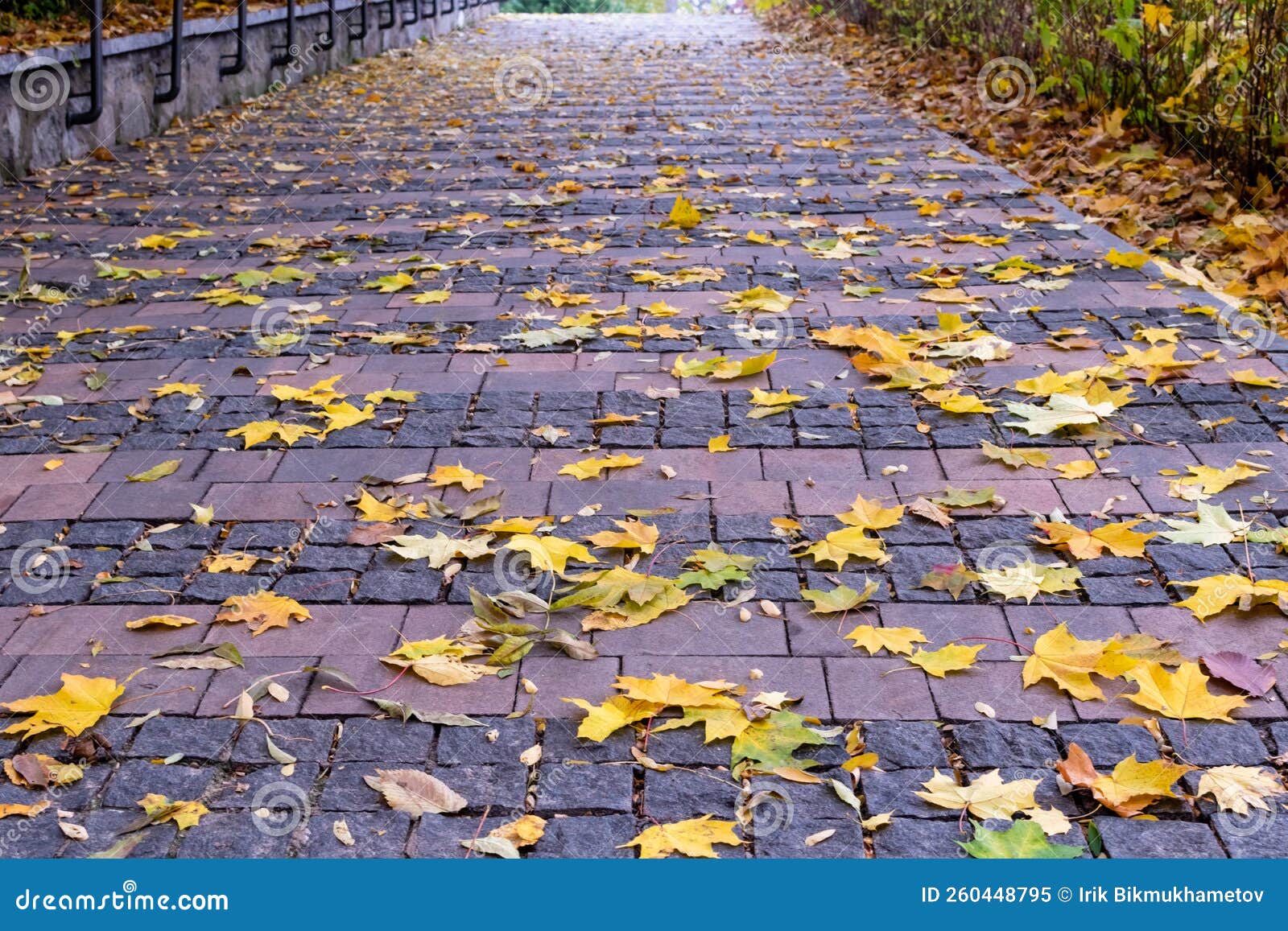 Yellow Autumn Maple Leaves on Cobbled Pavement in Autumn Stock Image ...