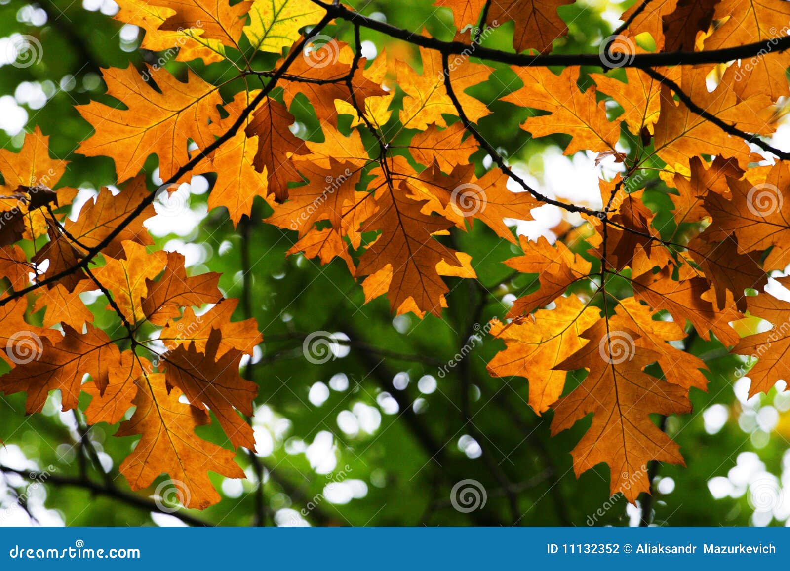 Yellow autumn oak leaves stock photo. Image of october - 11132352