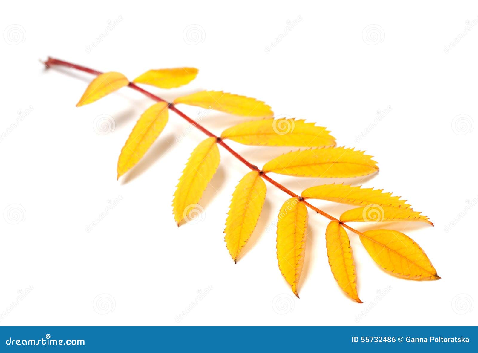Yellow Autumn Rowan Leaves on White Background Stock Photo - Image of ...