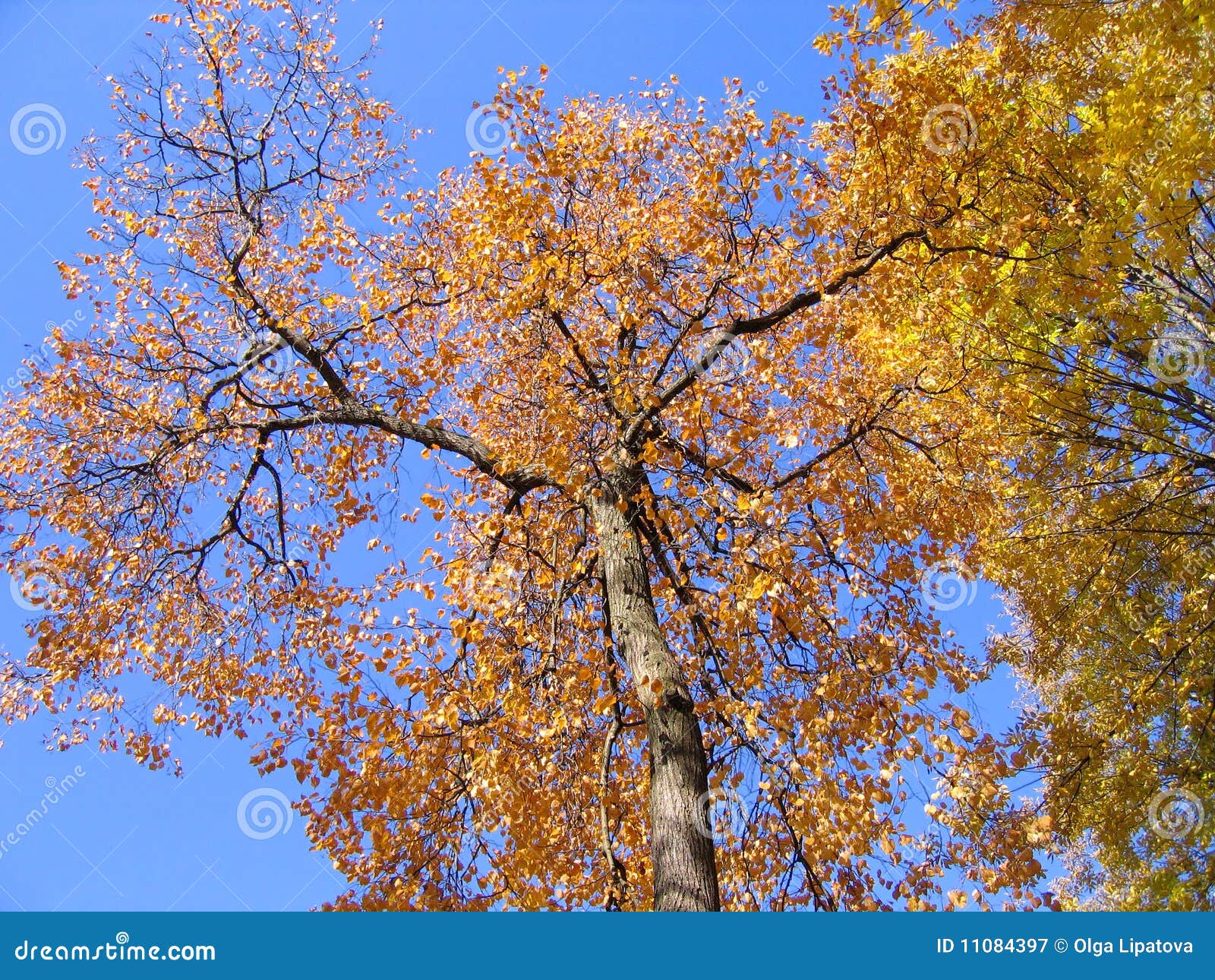 Yellow Autumn Tree stock image. Image of foliage, october - 11084397