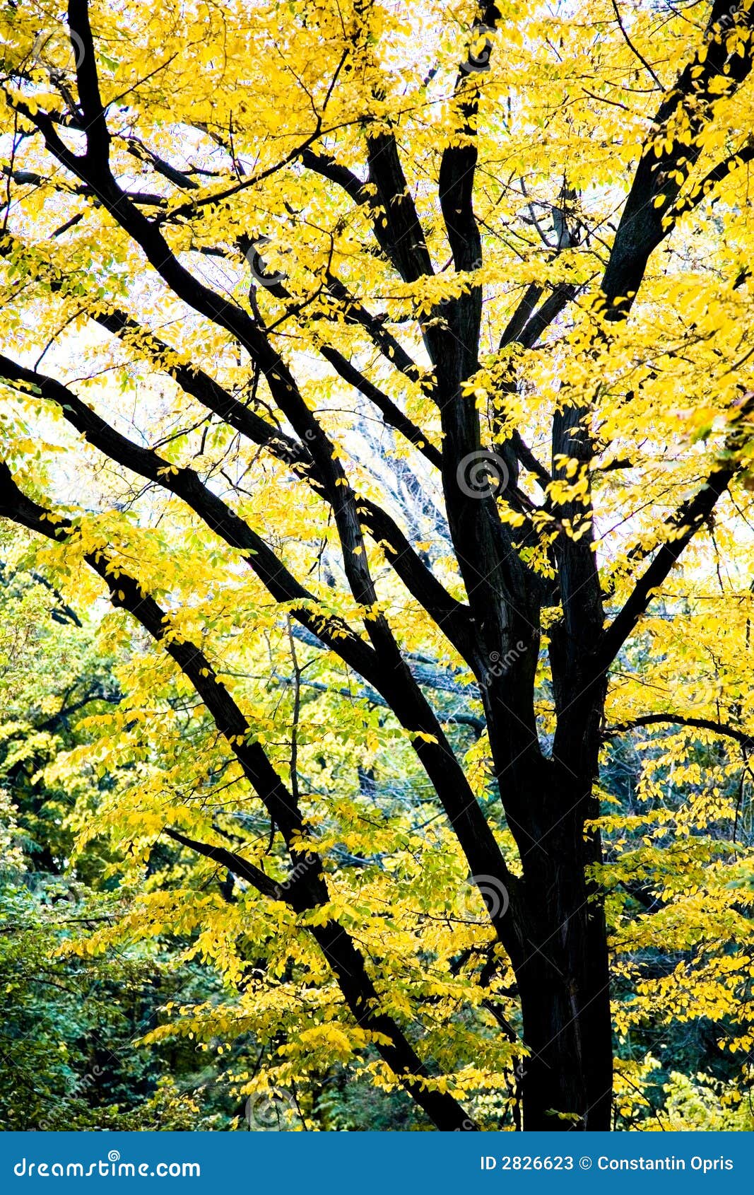 Yellow Autumn Tree stock image. Image of scene, outdoor - 2826623