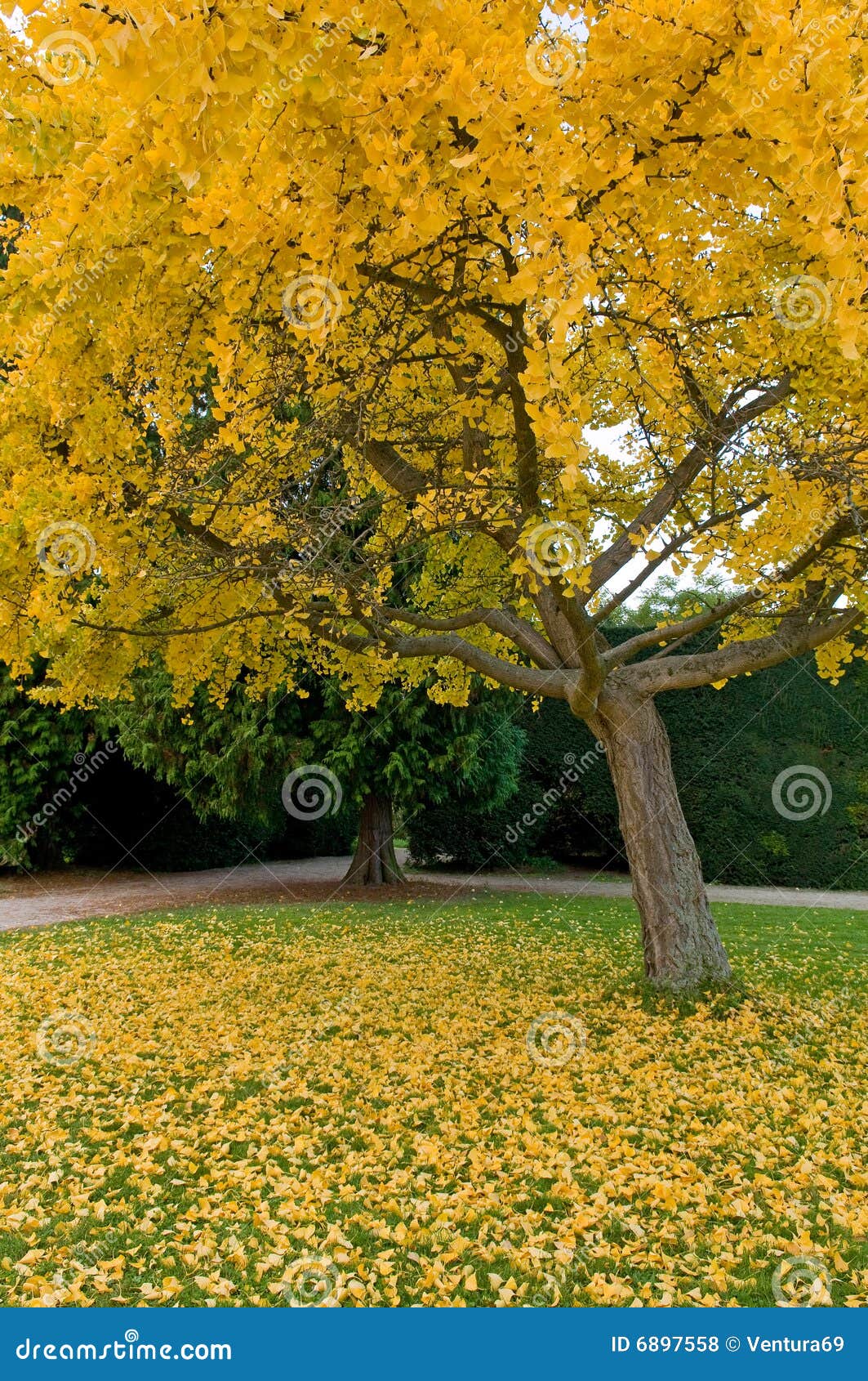 Yellow autumn tree stock photo. Image of gold, natural - 6897558