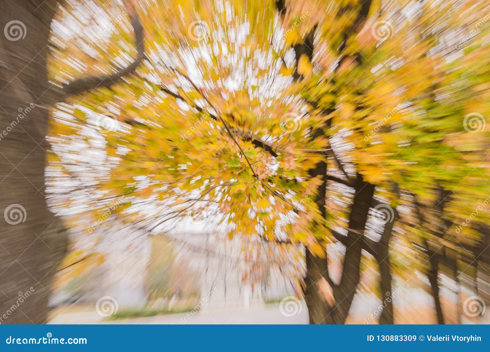 Yellow Autumn Tree with a Beautiful Effect. Stock Image - Image of ...