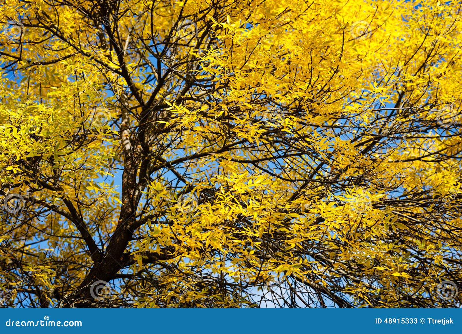 Yellow Autumn Tree stock image. Image of natural, golden - 48915333