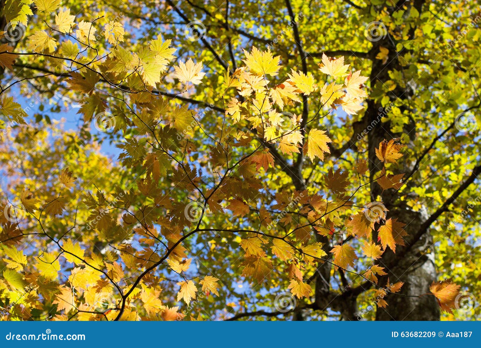 Yellow autumn tree branch stock image. Image of beautiful - 63682209
