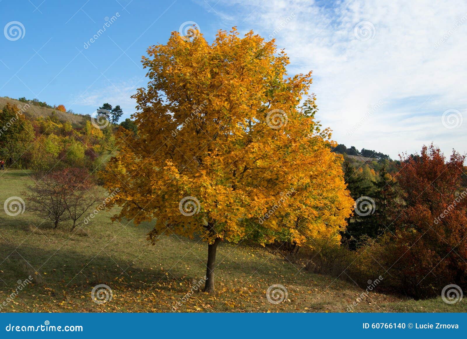 Yellow autumn tree stock photo. Image of nature, leaves - 60766140