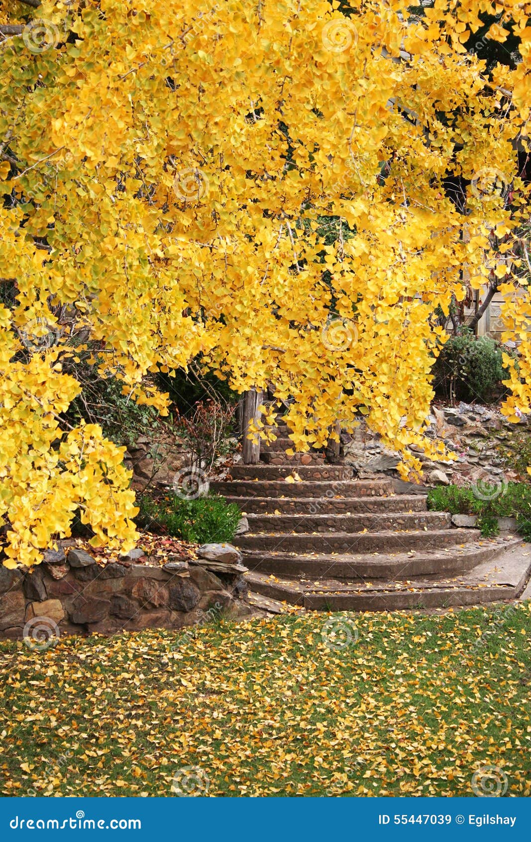 Yellow Autumn tree stock image. Image of countryside - 55447039