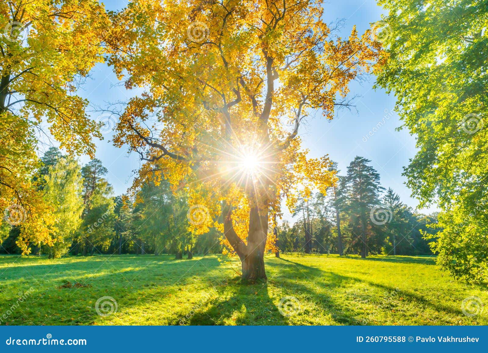 Yellow Autumn Tree on Green Field Stock Photo - Image of nature ...