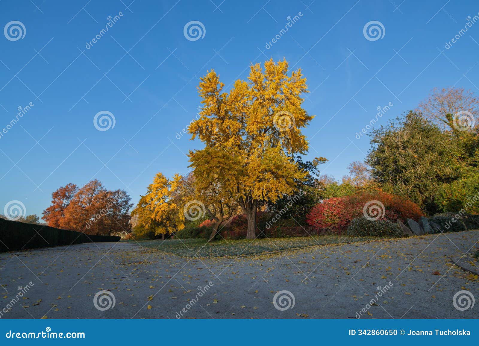 Yellow Autumn Tree Next To the Pathway in the Park with Blue Sky on Its ...
