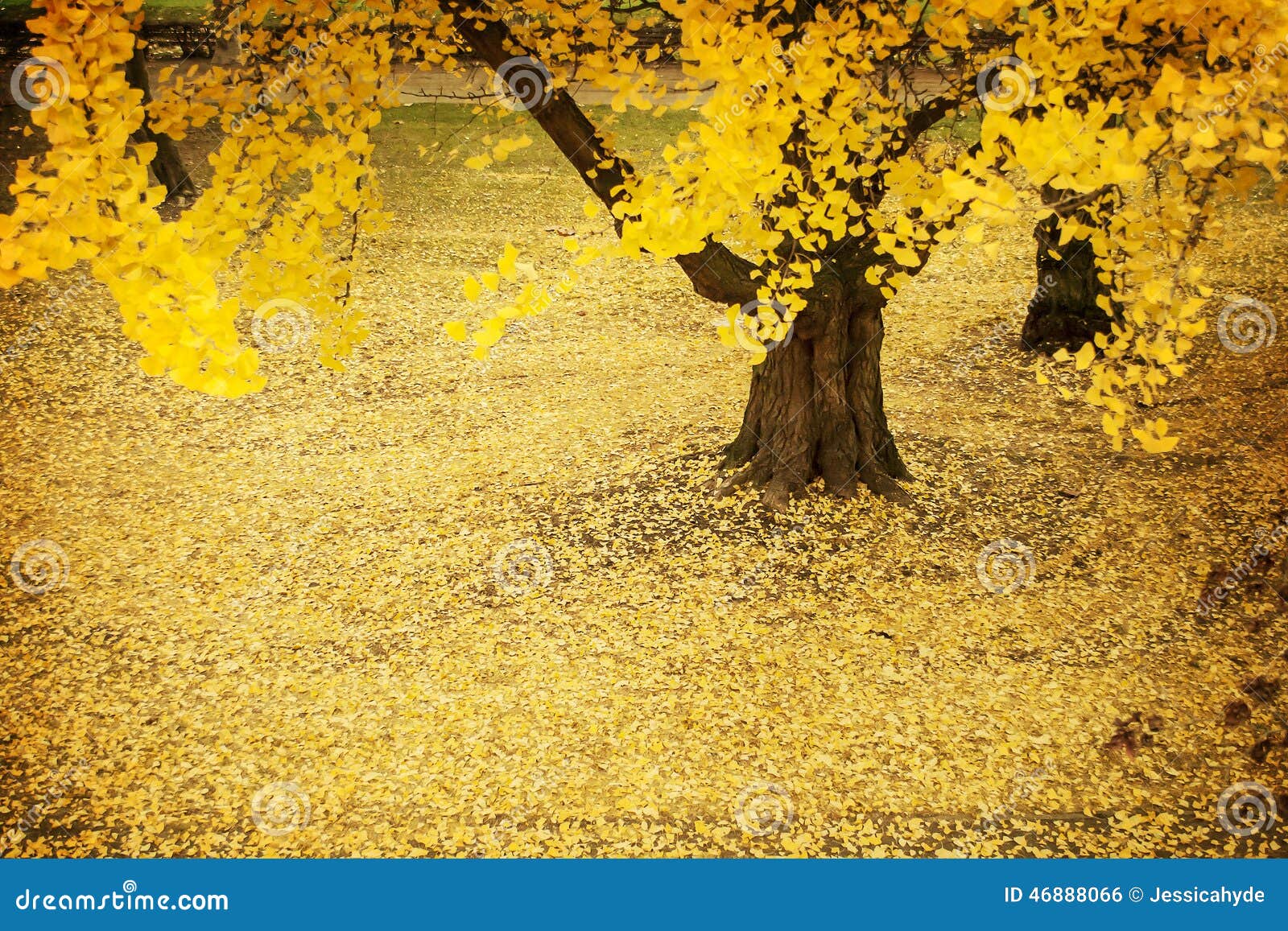Yellow autumn tree stock photo. Image of fall, abstract - 46888066