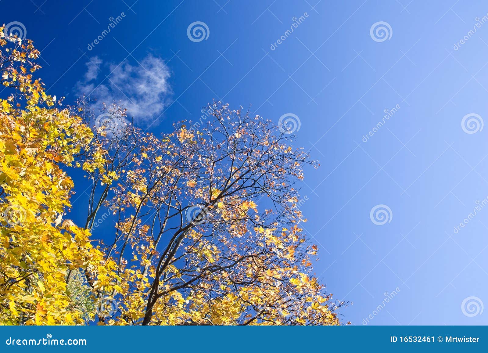 Yellow Autumn Trees stock image. Image of colorful, fall - 16532461