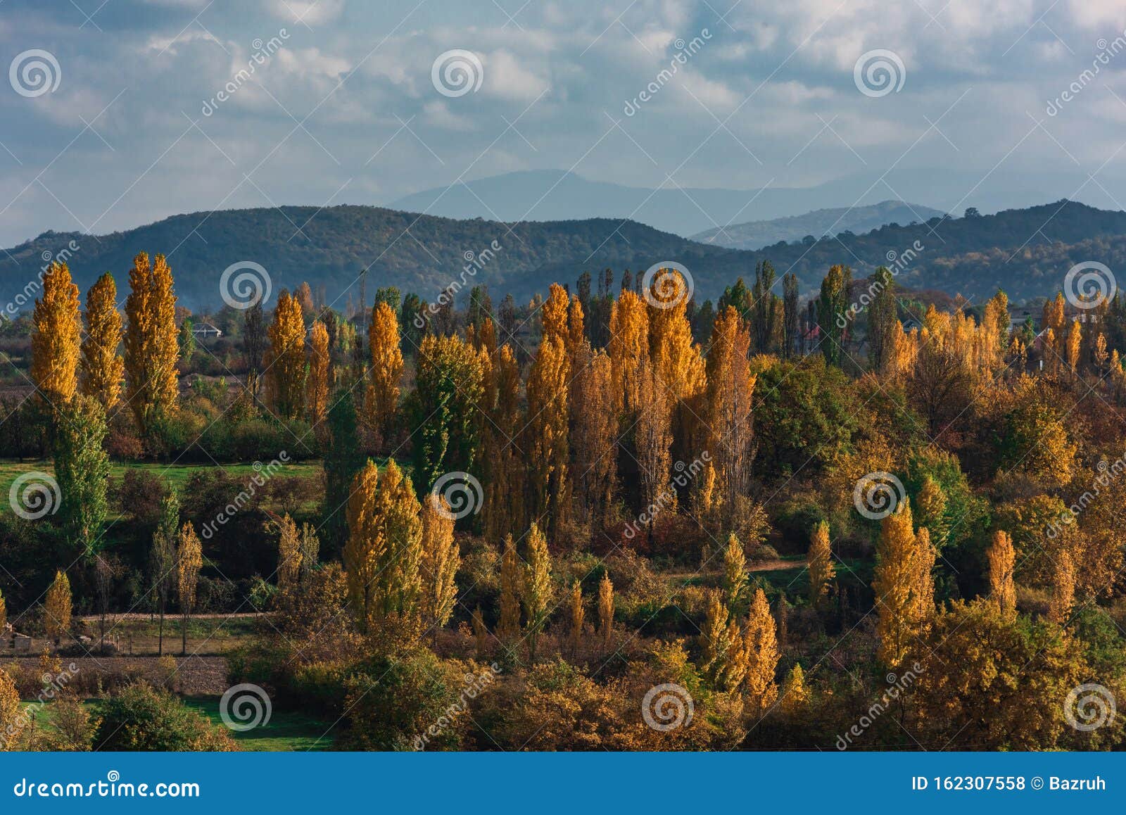 Yellow Autumn Trees in the Foothill Stock Photo - Image of sunny ...