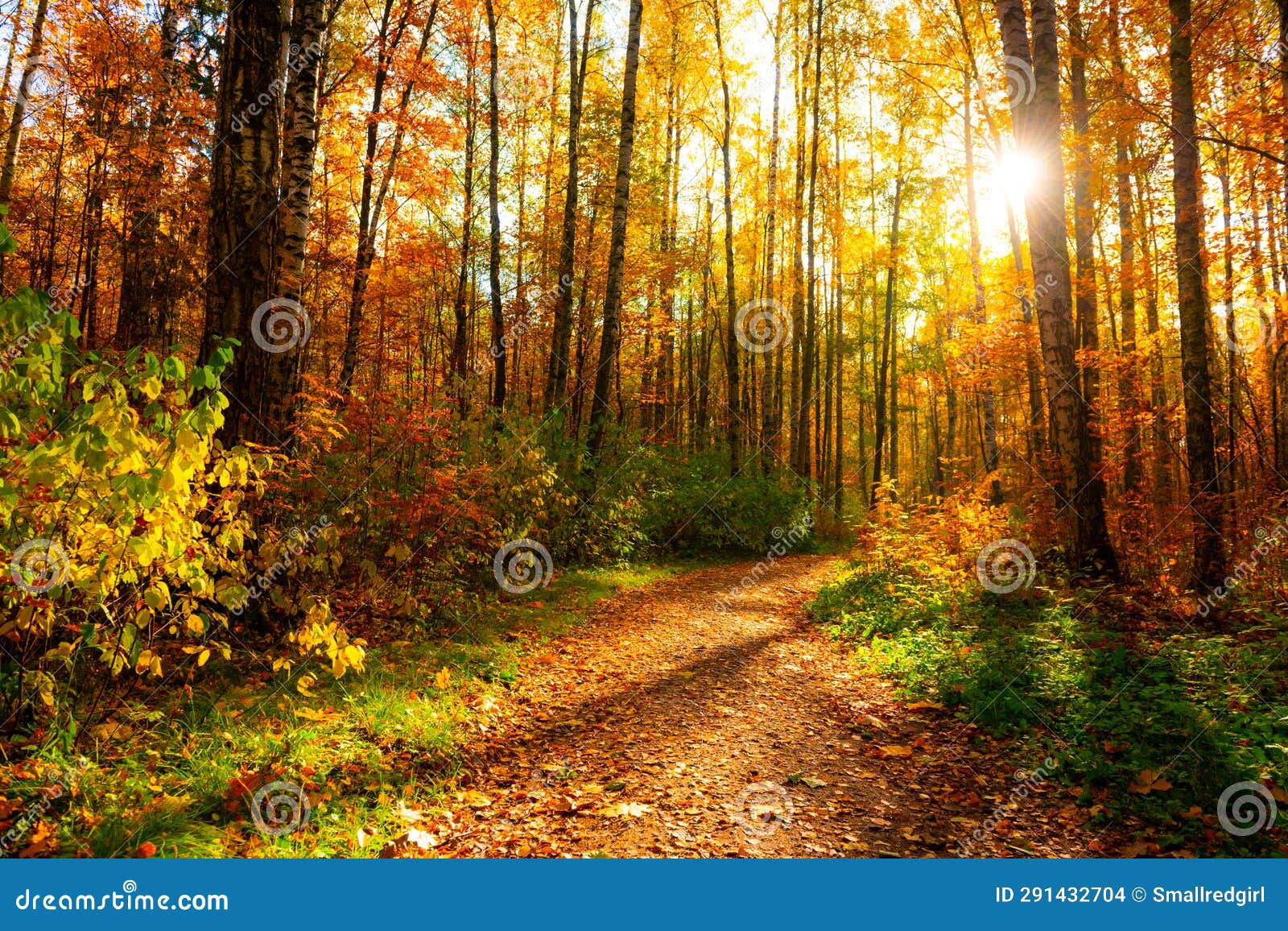 Yellow Autumn Trees in a Forest at Sunset. Fall Foliage Stock Photo ...