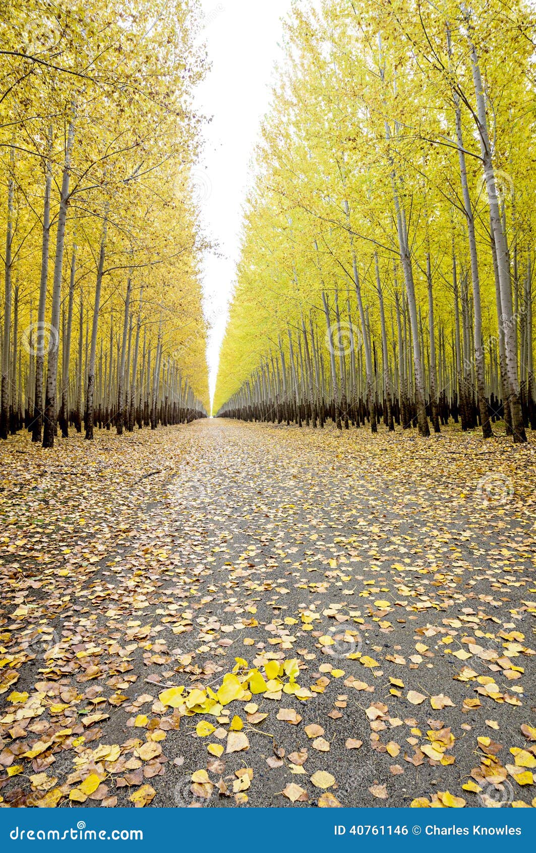 Yellow Autumn Trees Line a Road Stock Photo - Image of nature, forest ...