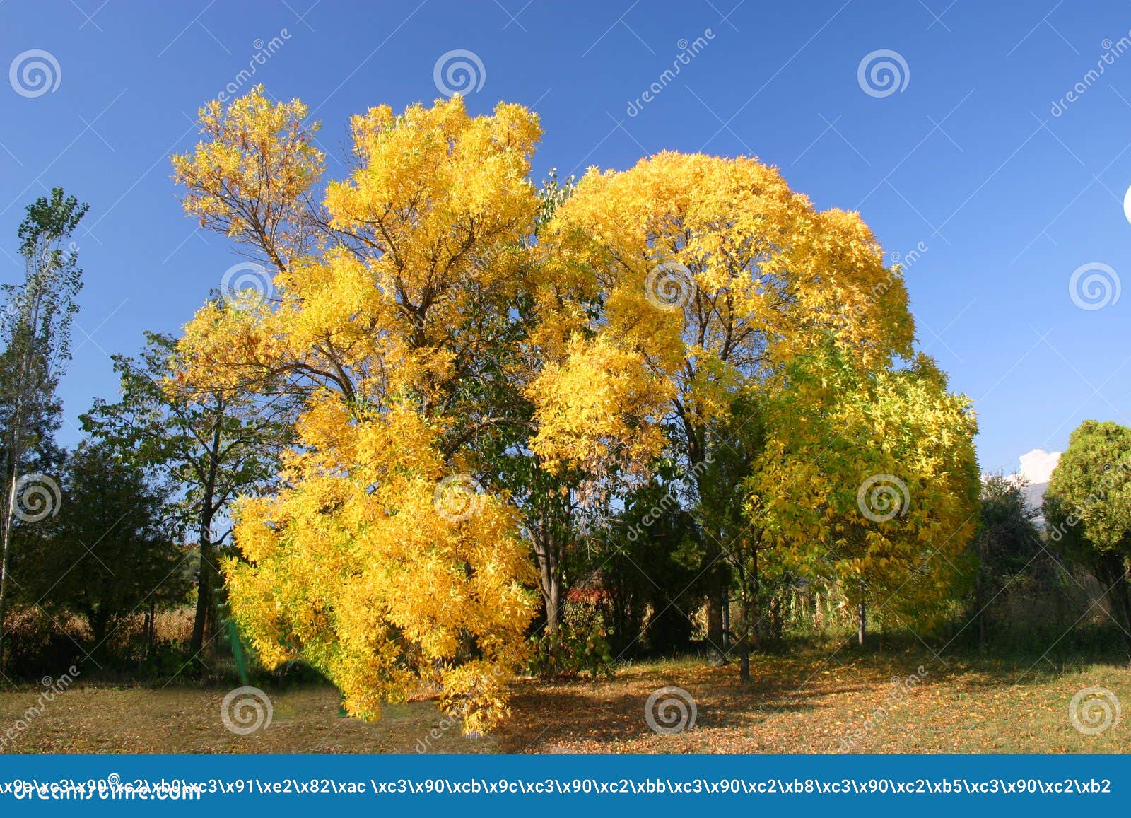 Yellow autumn trees stock photo. Image of leaf, green - 86374750