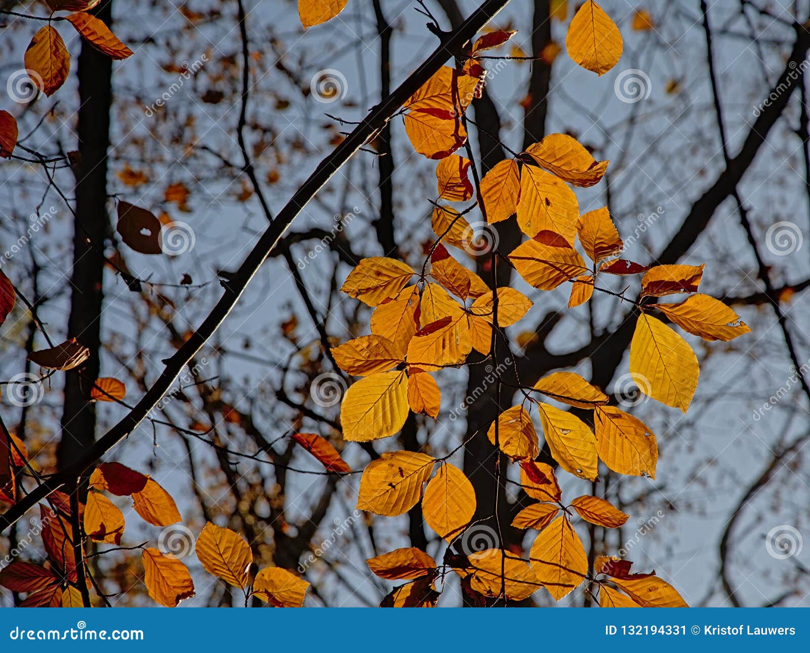 Bright Golden Beech Leafs in the Forest - Fagus Stock Image - Image of ...