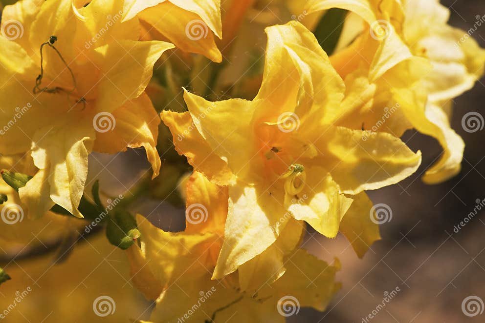 Yellow Azalea stock image. Image of blossom, plant, garden - 10382017