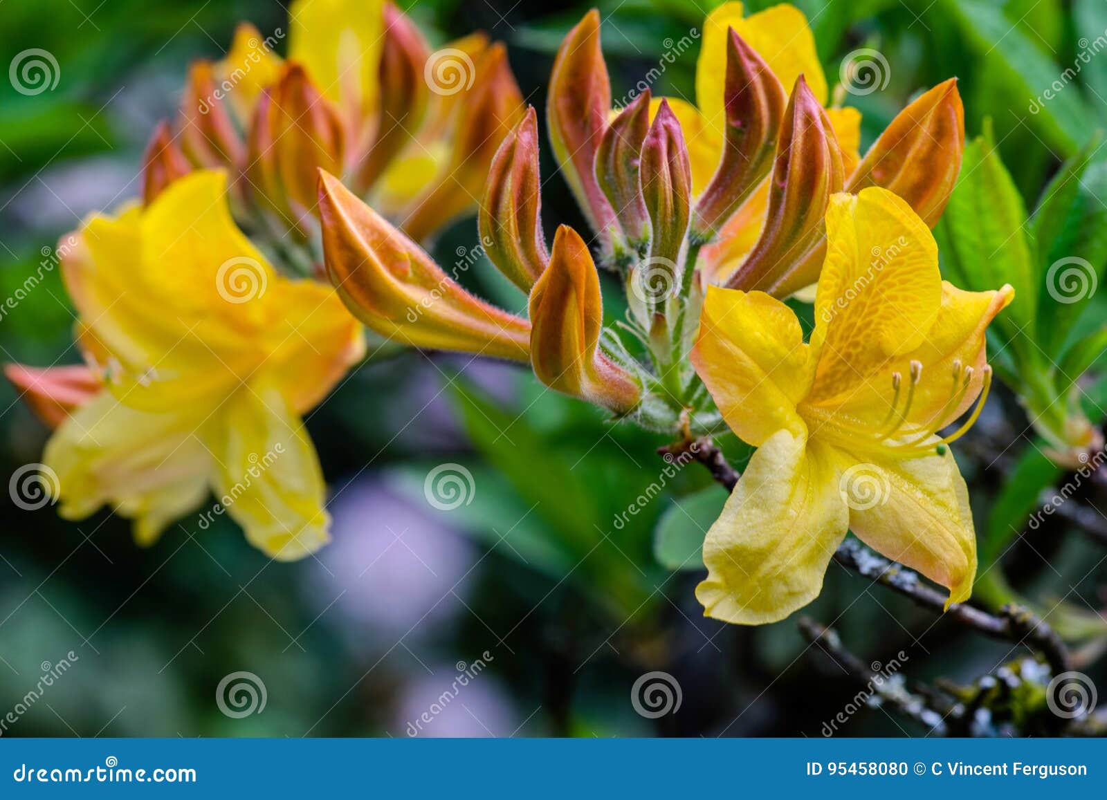 Yellow Azalea with Buds stock photo. Image of budz, nature - 95458080