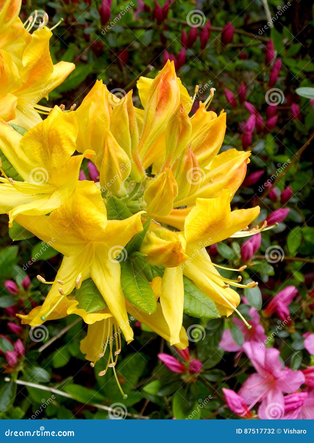 Yellow azalea flower stock photo. Image of yellow, nature - 87517732