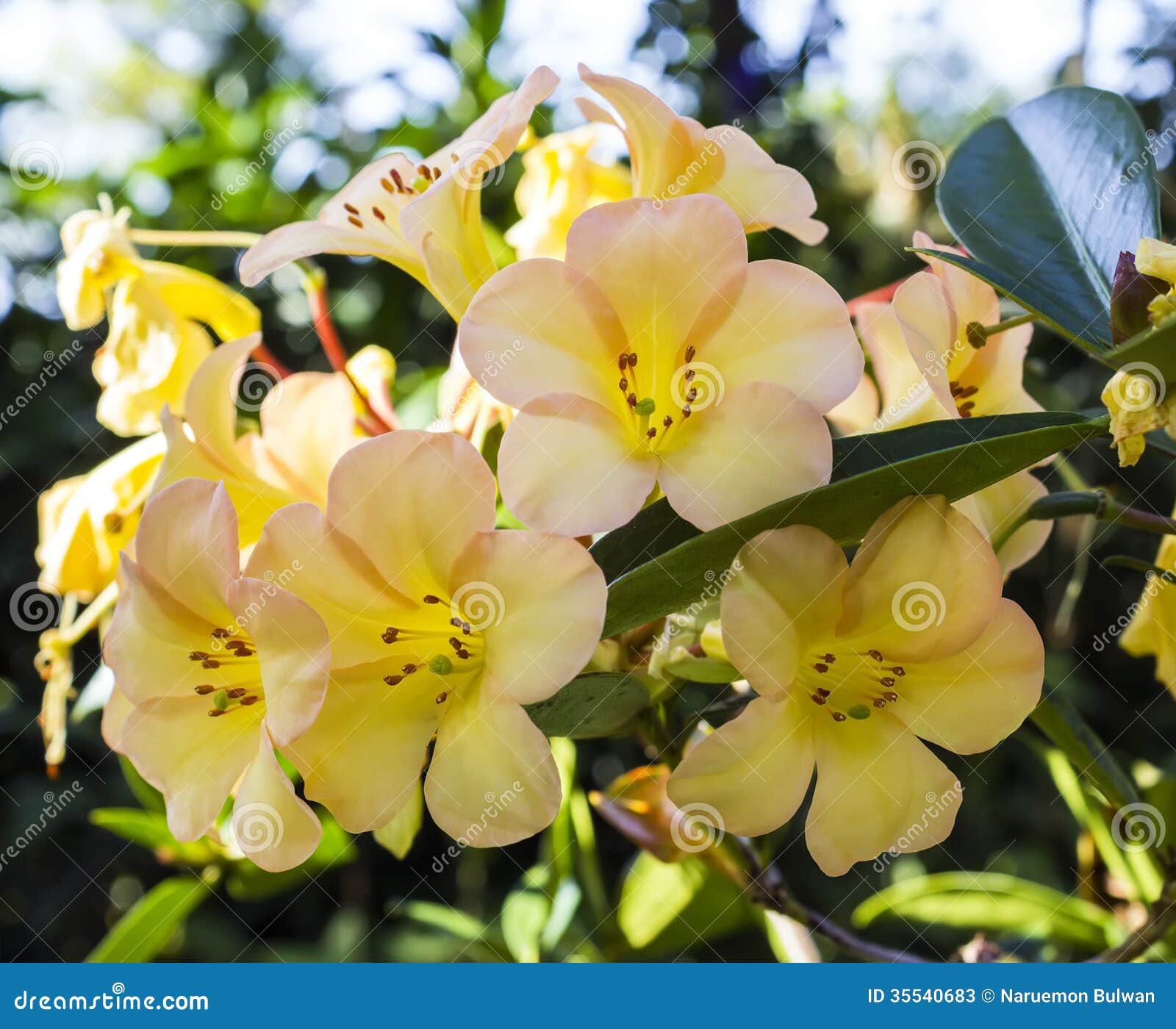 Yellow Azalea flower stock image. Image of leaf, blossoming - 35540683
