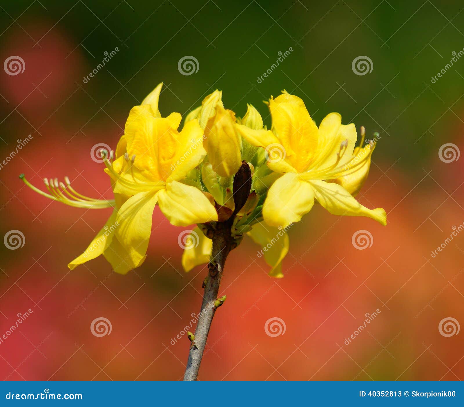 Yellow azalea stock image. Image of isolated, japanese - 40352813