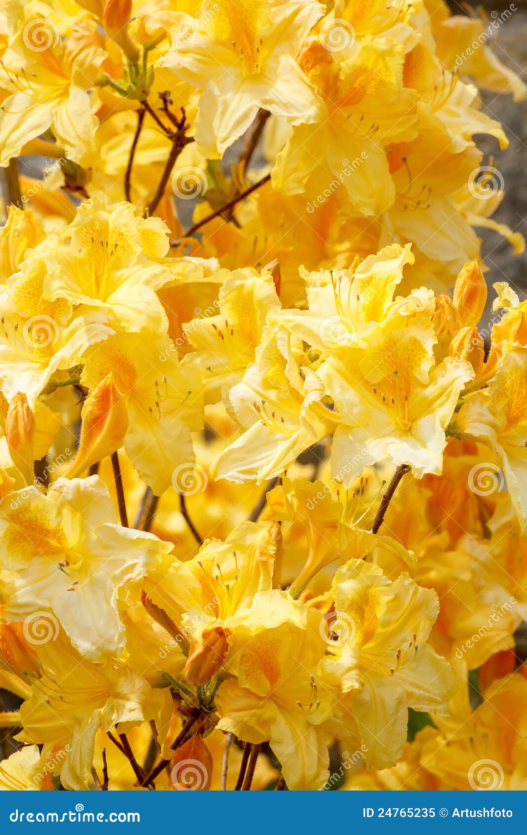 Yellow Azalea Rhododendron Flowers in Full Bloom Stock Image - Image of ...