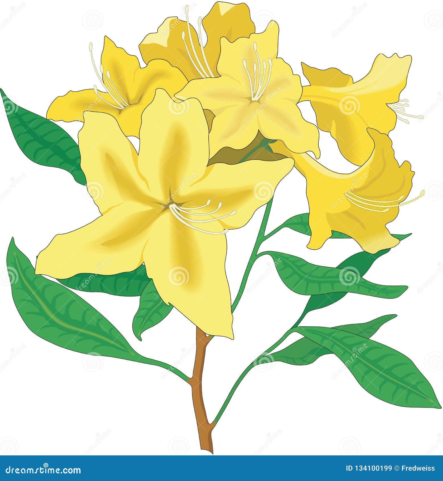 Yellow Azalea Vector Illustration Stock Vector - Illustration of bushes ...