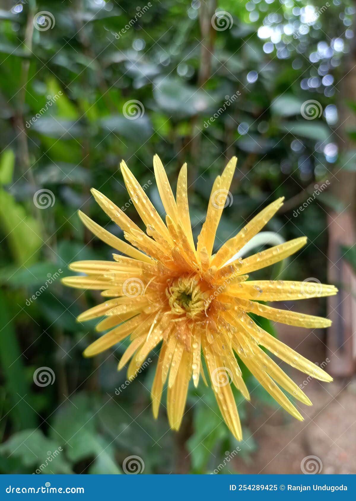 Yellow Babandasia Flower in My Garden Stock Image - Image of nature ...
