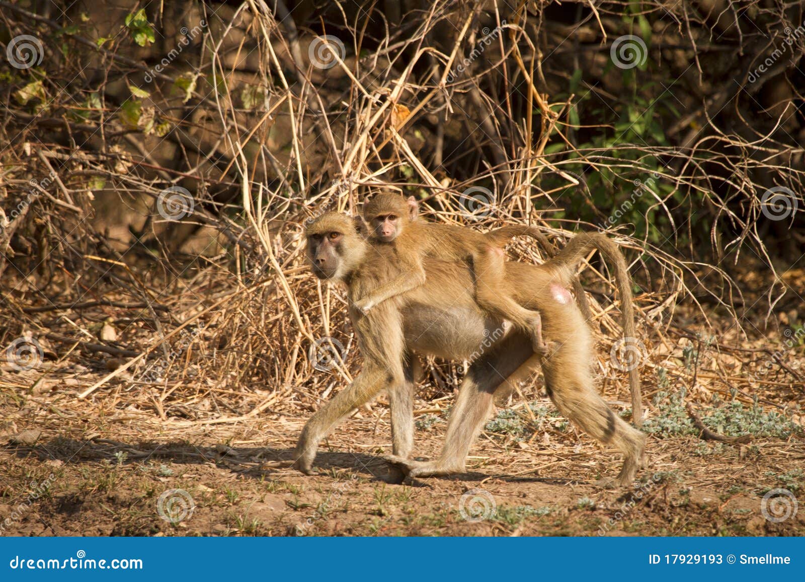 Sad Baboon Stock Photo | CartoonDealer.com #55634184