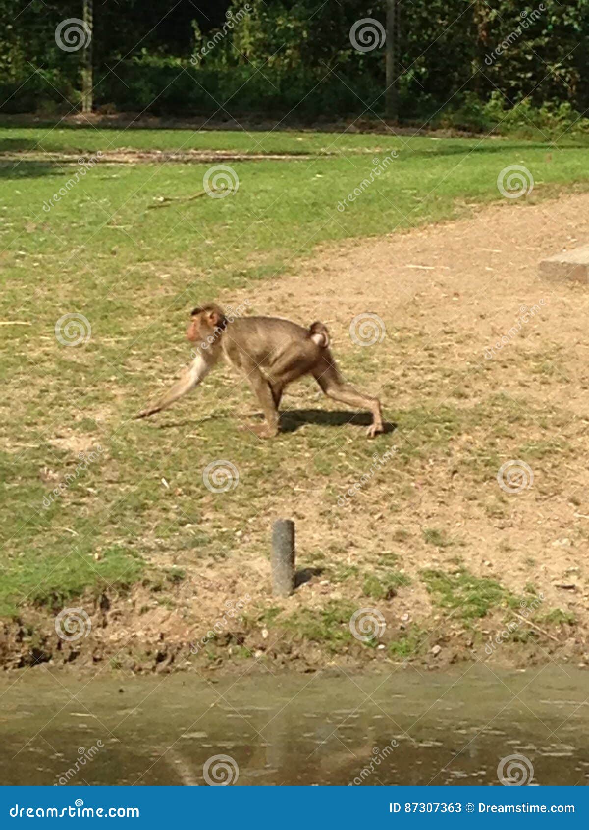 Yellow Baboon stock image. Image of apes, baboon, yellow - 87307363