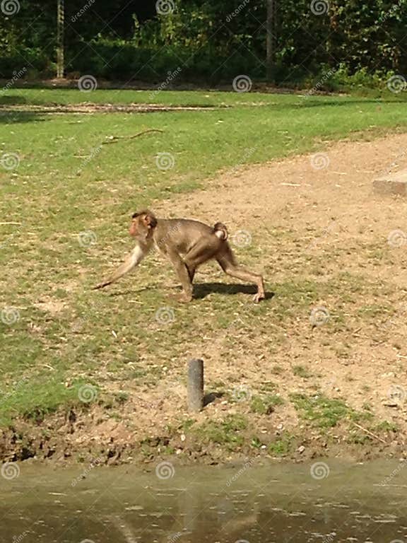 Yellow Baboon stock image. Image of apes, baboon, yellow - 87307363