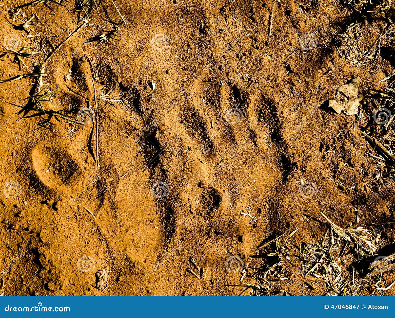 Yellow Baboon Footprint Photos - Free & Royalty-Free Stock Photos from ...