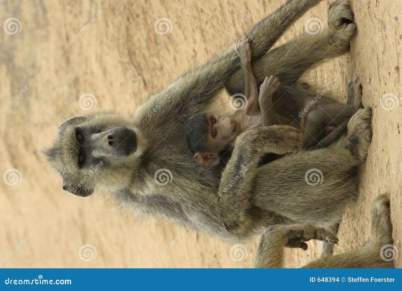 Yellow Baboon Mother and Infant Stock Photo - Image of ears, bond: 648394
