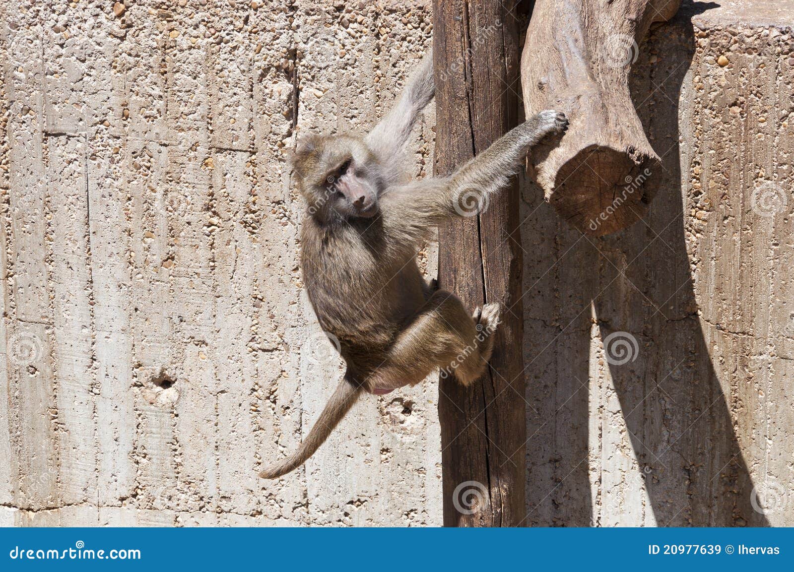 Yellow Baboon (Papio Cynocephalus) Stock Image - Image of climb, yellow ...