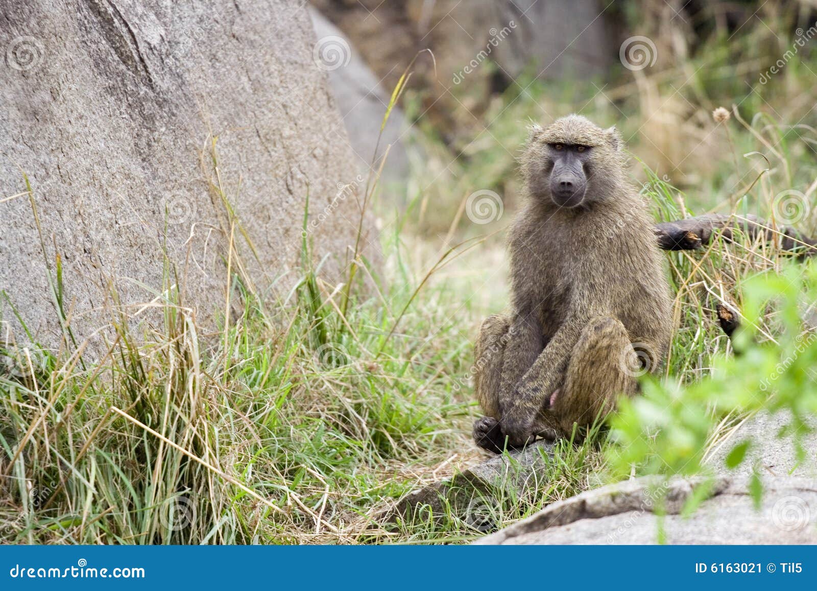 Yellow Baboon Sitting and Waiting Stock Image - Image of waiting ...