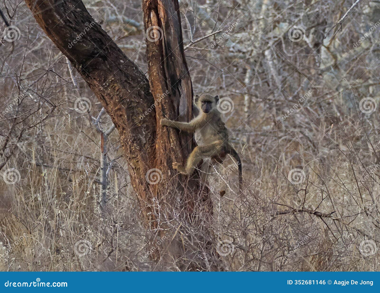 Yellow Baboon Climbing in a Tree in Rukinga Wildlife Conservancy in ...