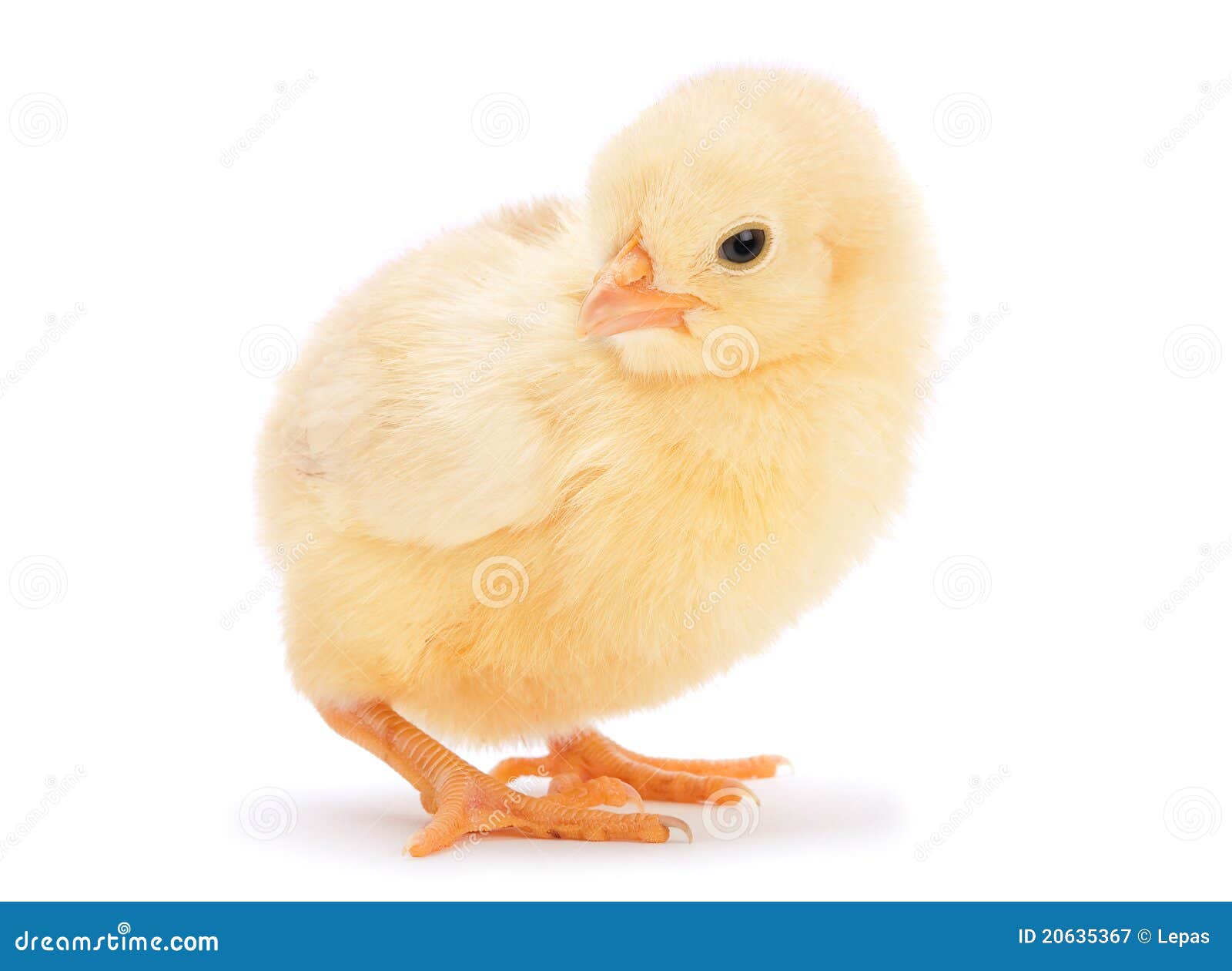 Yellow baby chicken stock image. Image of chicken, poultry - 20635367